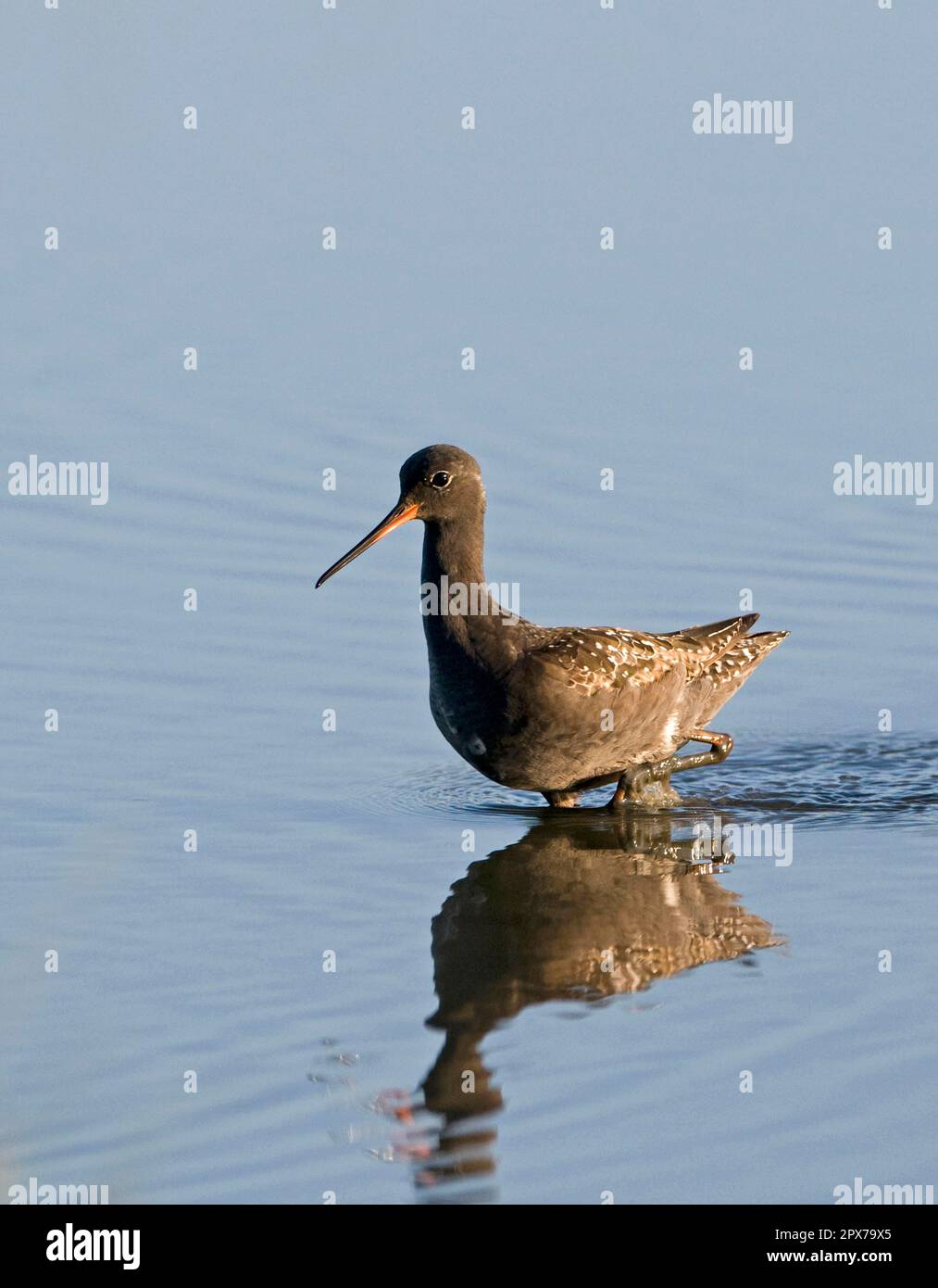 Spotted redshank (Tringa erythropus), Spotted Redshank, animals, birds ...