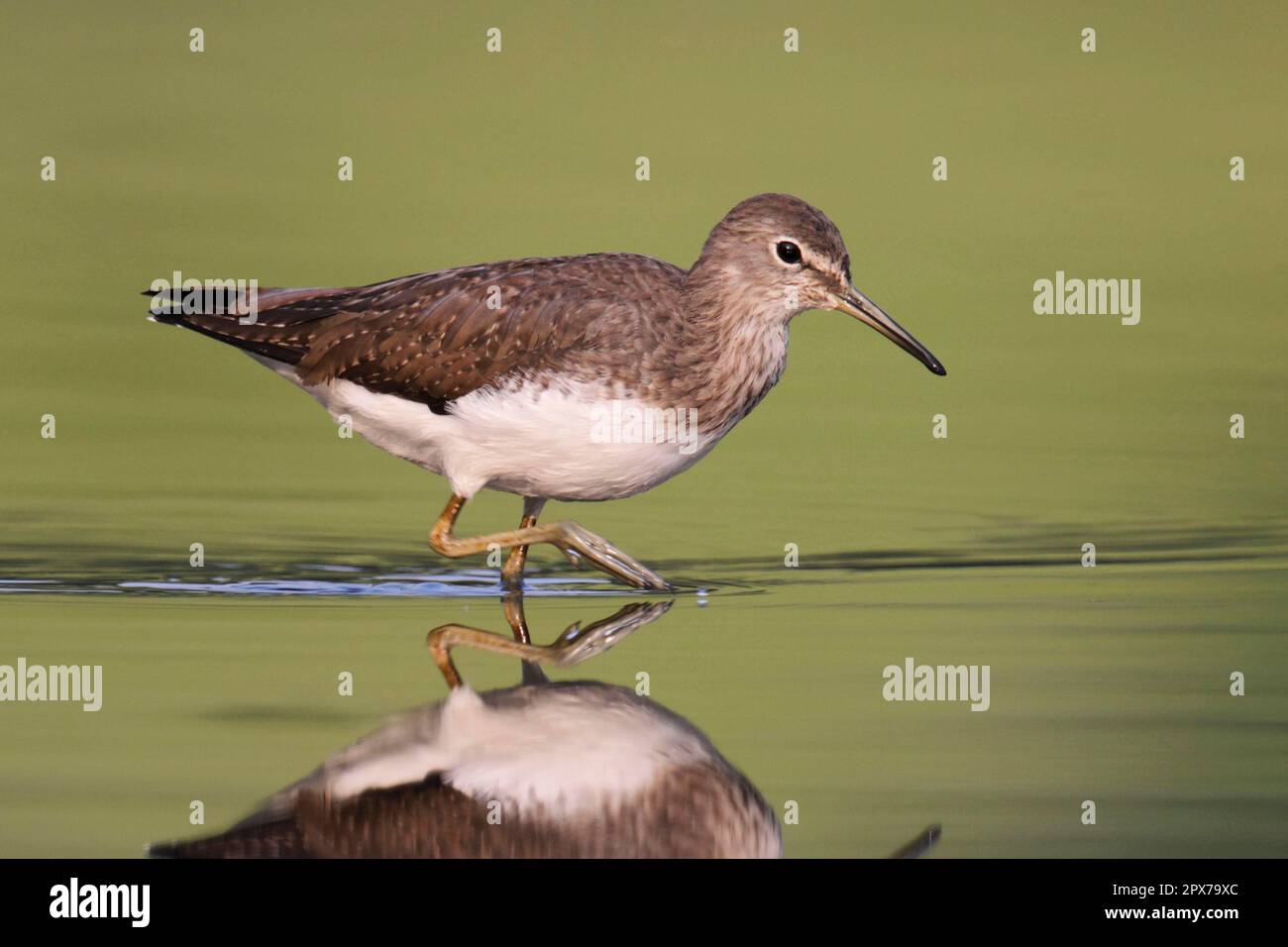 Green sandpiper (Tringa ochropus), Animals, Birds, Waders, Green ...