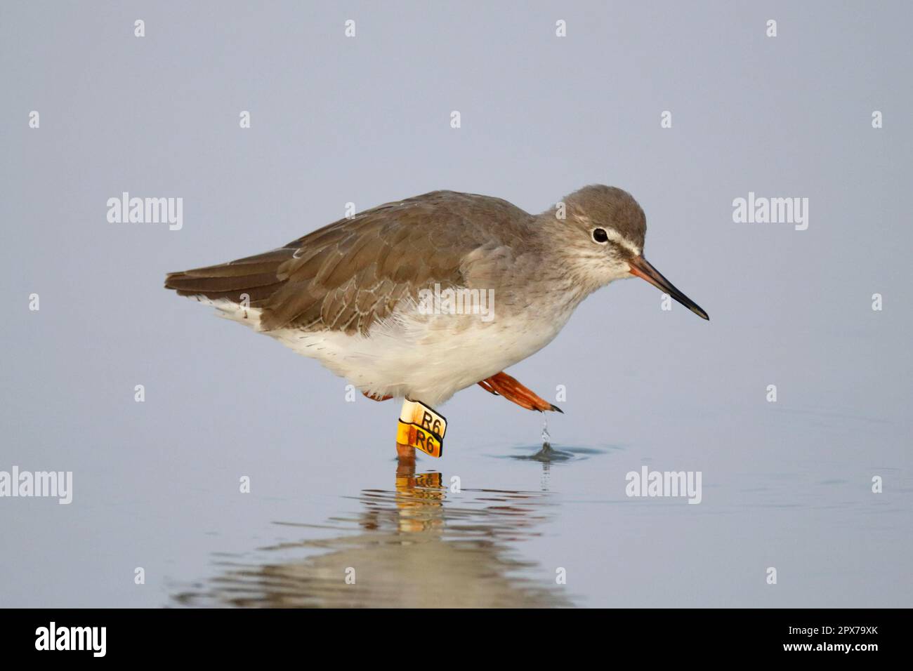 Common redshank (Tringa totanus) adult, non-breeding plumage, with Hong ...
