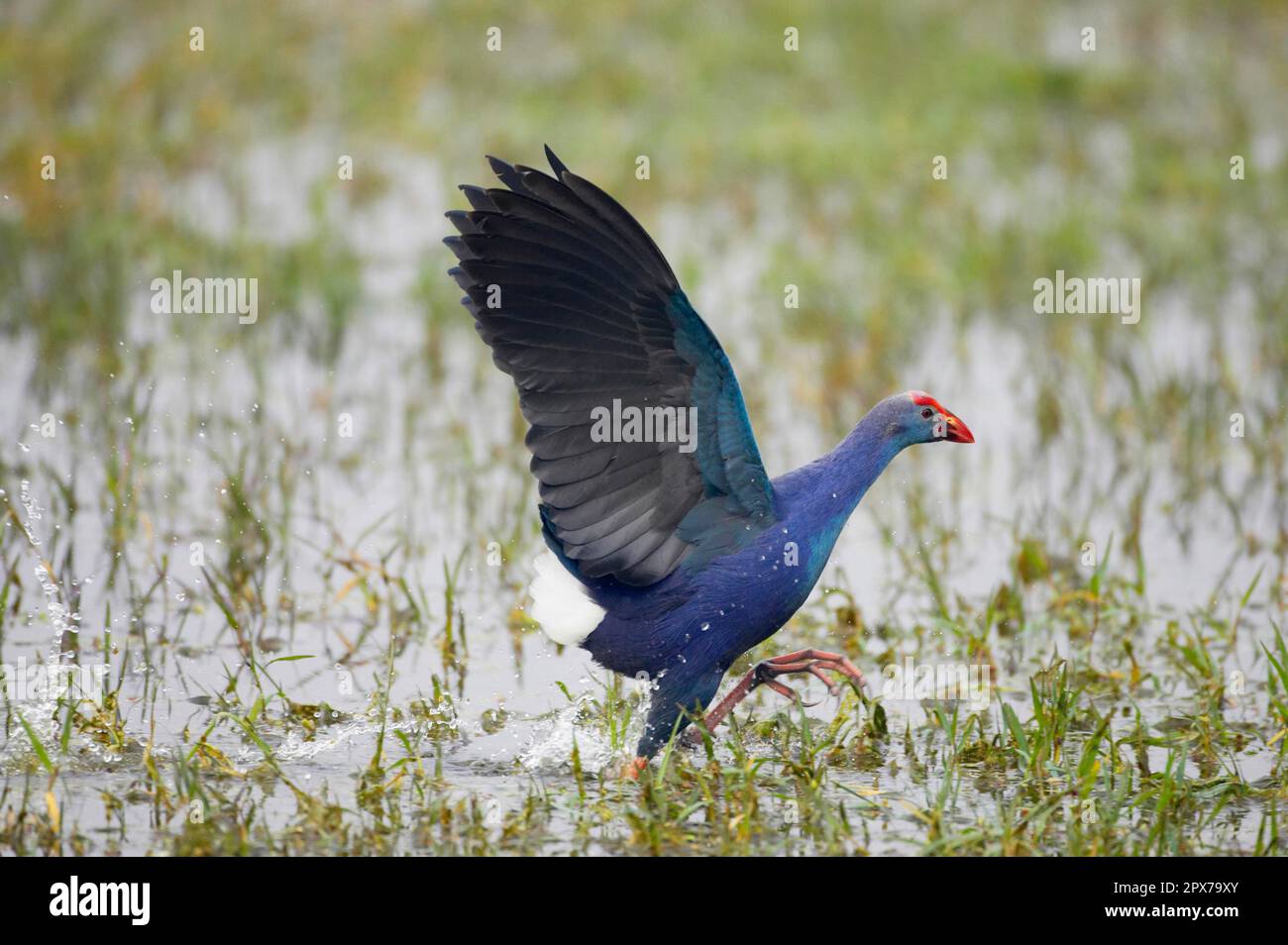 Purple Partridge, Purple Grouse, Purple Rail, Purple Rail, Rails ...