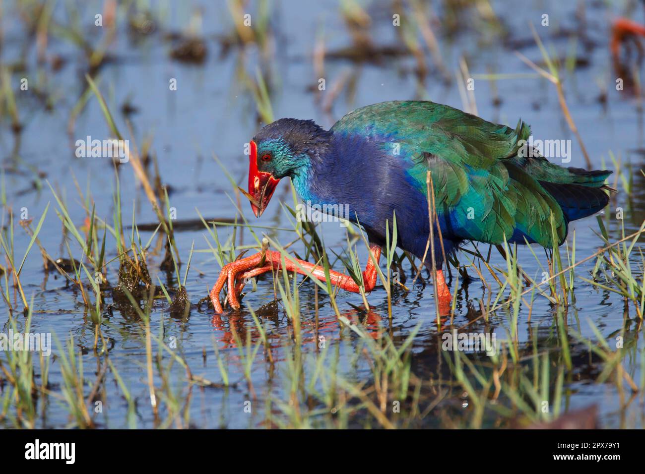 Purple Partridge, Purple Grouse, Purple Rail, Purple Rail, Rails ...