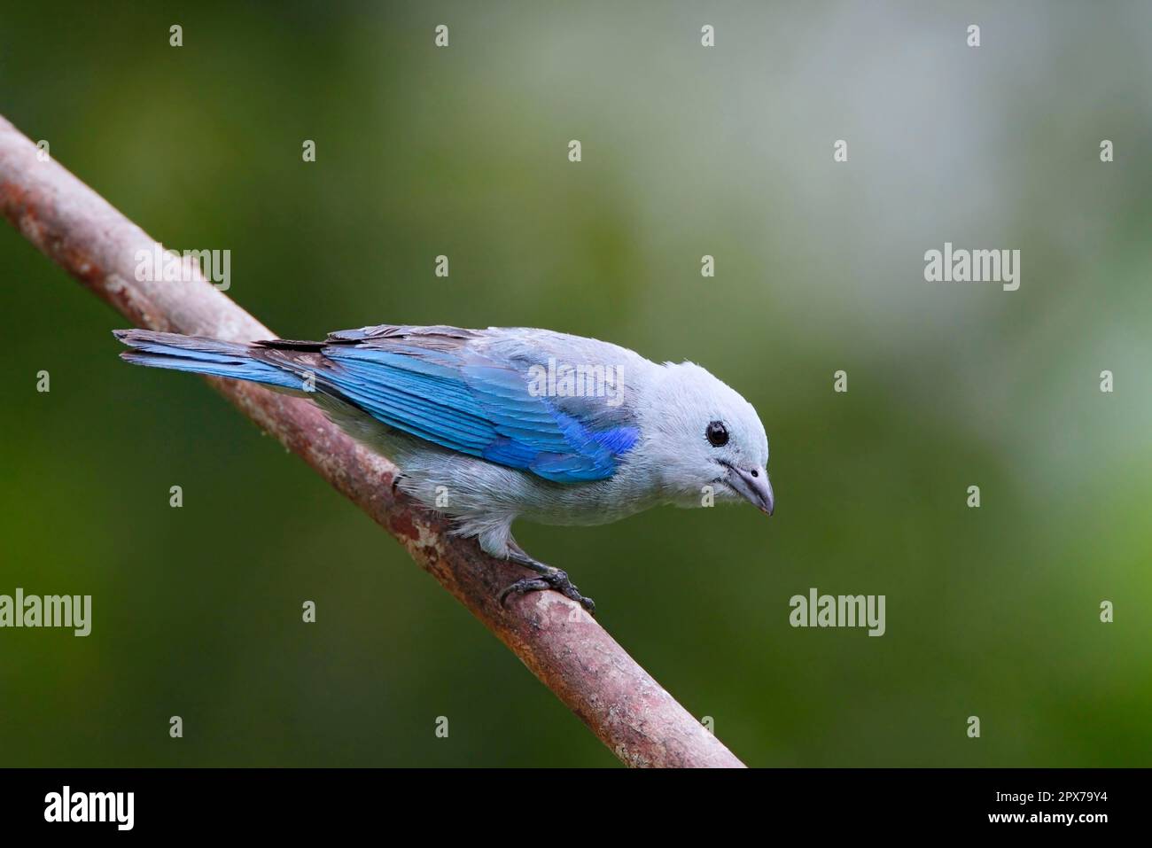 Bishop's Tanager, blue-gray tanagers (Thraupis episcopus), Blue Tanager ...