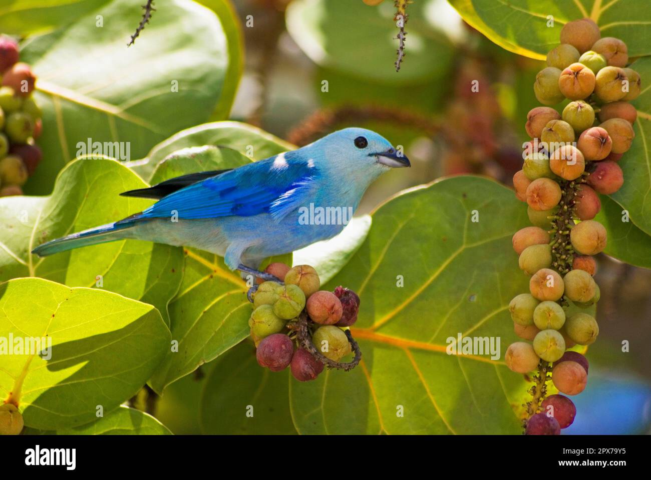 Bishops Tanager Blue Gray Tanagers Thraupis Episcopus Blue Tanager Blue Grey Tanager Blue