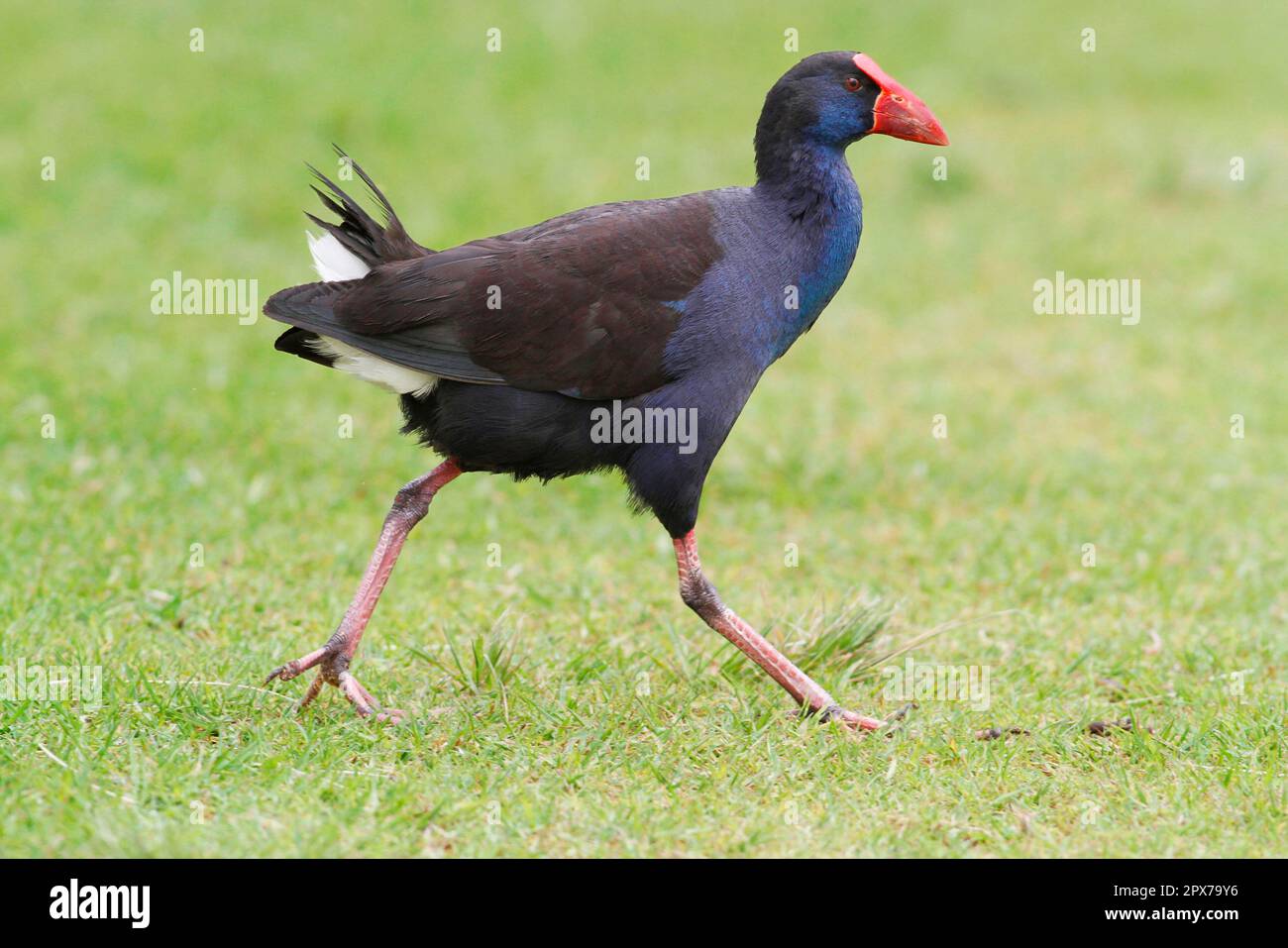 Purple Partridge, Purple Grouse, Purple Rail, Purple Rail, Rails ...