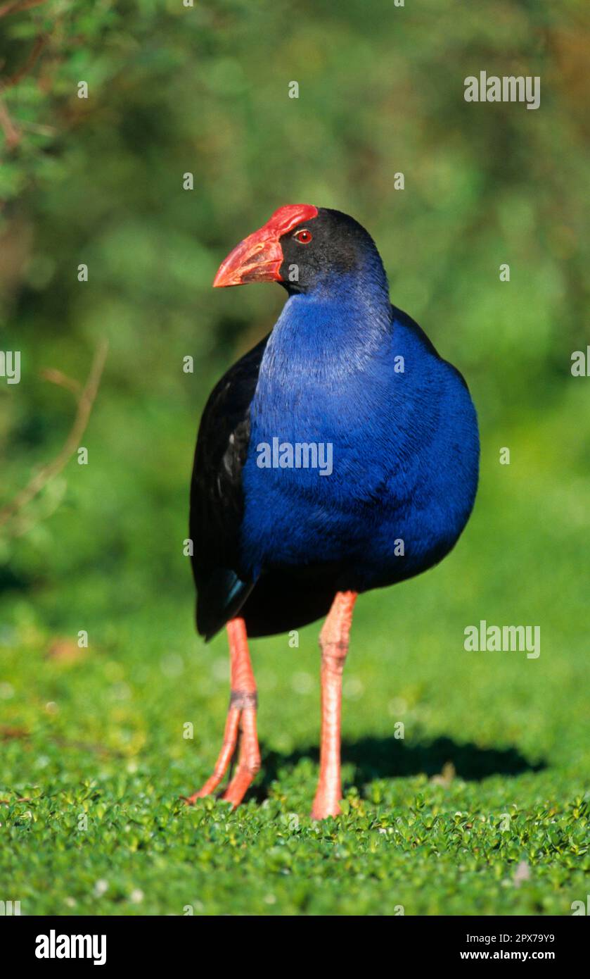Purple Partridge, purple swamphens (Porphyrio porphyrio), Purple Rail ...