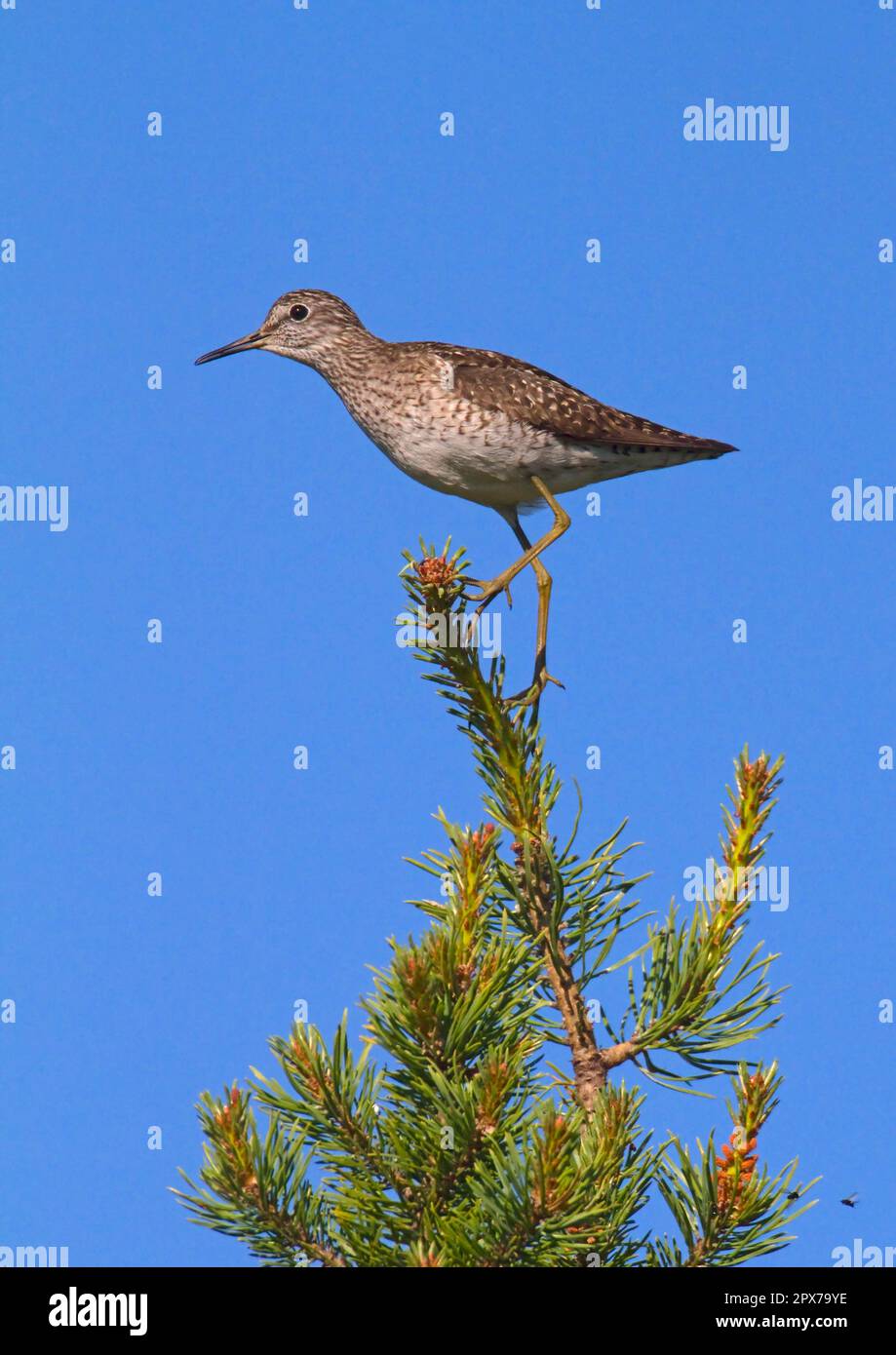 Wood sandpiper (Tringa glareola), adult, on top of scots pine (Pinus ...