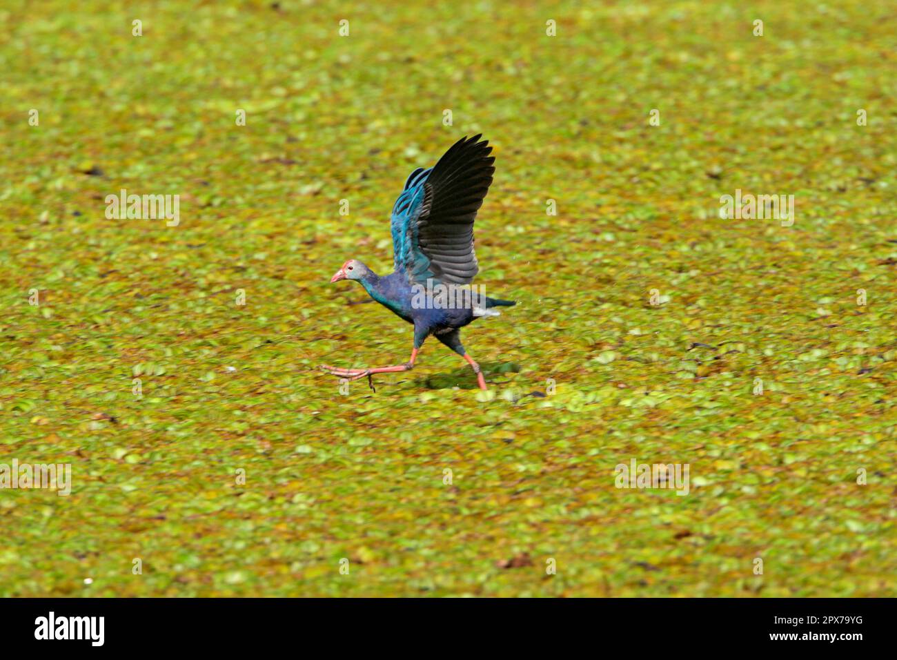 Purple Swamphen (Porhyrio porphyrio) adult, 'lily-trotting', running ...