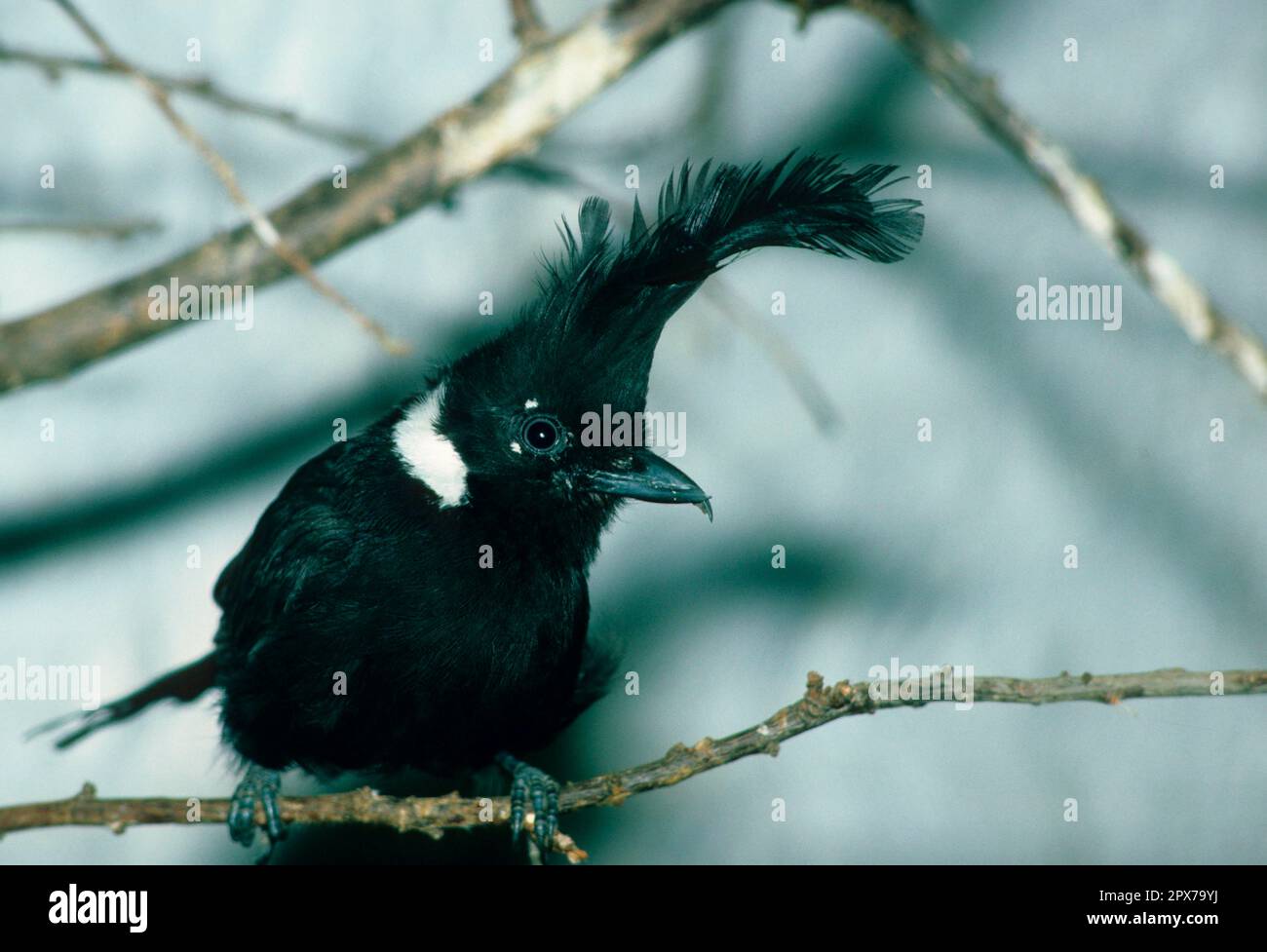 Crested jay (Platylophus galericulatus), Corvids, Songbirds, Animals ...