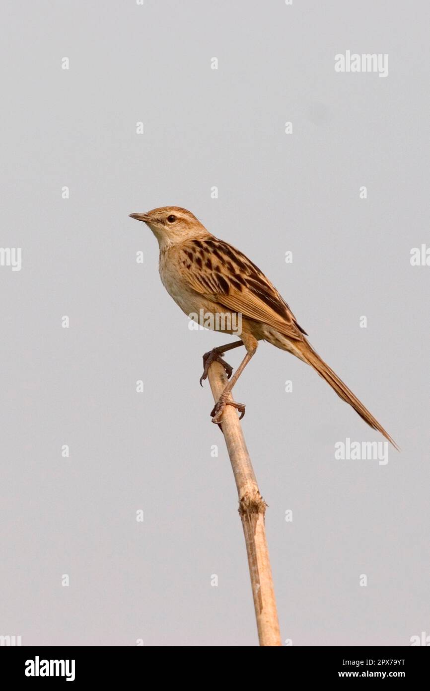 Striated Grassbird, Striated Grassbird, Songbirds, Animals, Birds ...