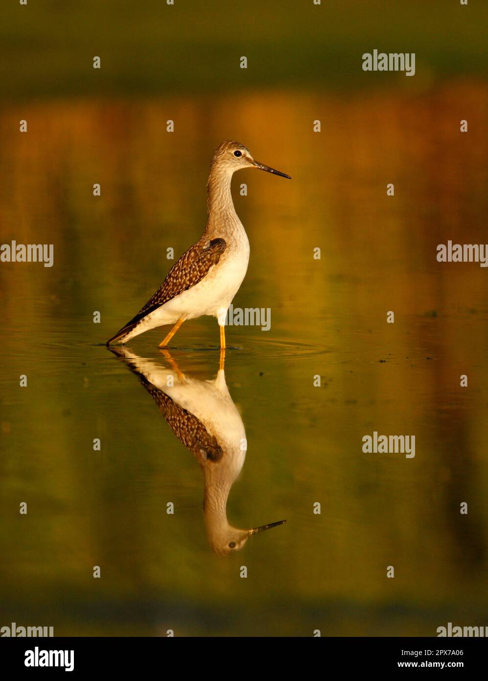 Lesser yellowleg, Lesser Yellowlegs (Tringa flavipes), Animals, Birds ...