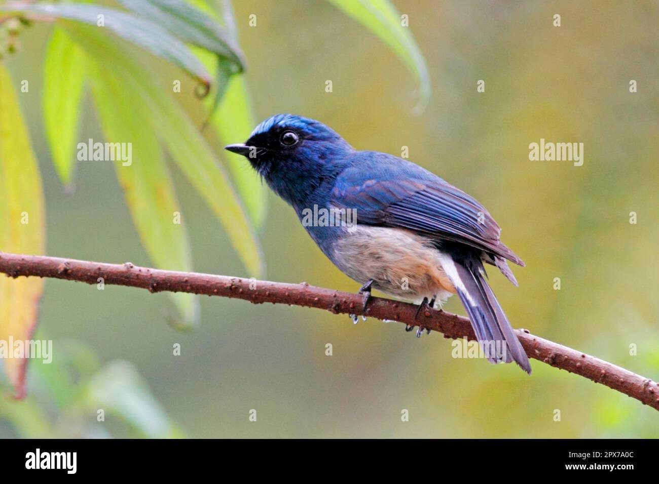 Indigo Flycatcher (Eumyias indigo cerviniventris) adult, sitting on a ...