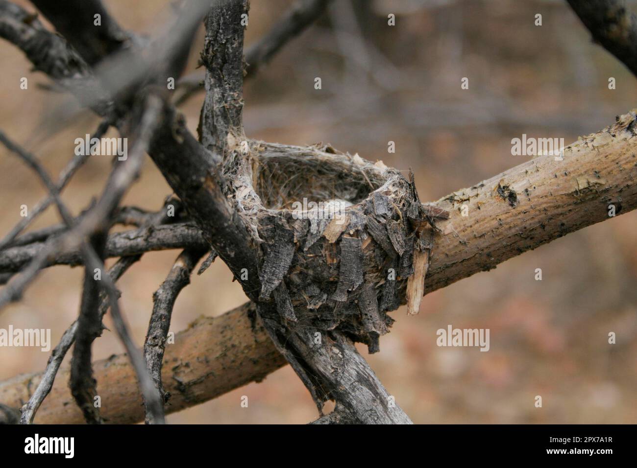 Songbird at nest hi-res stock photography and images - Alamy