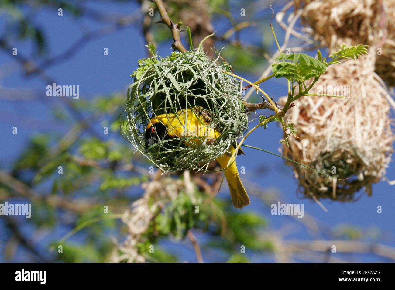 Masked weaver nesting hi-res stock photography and images - Alamy