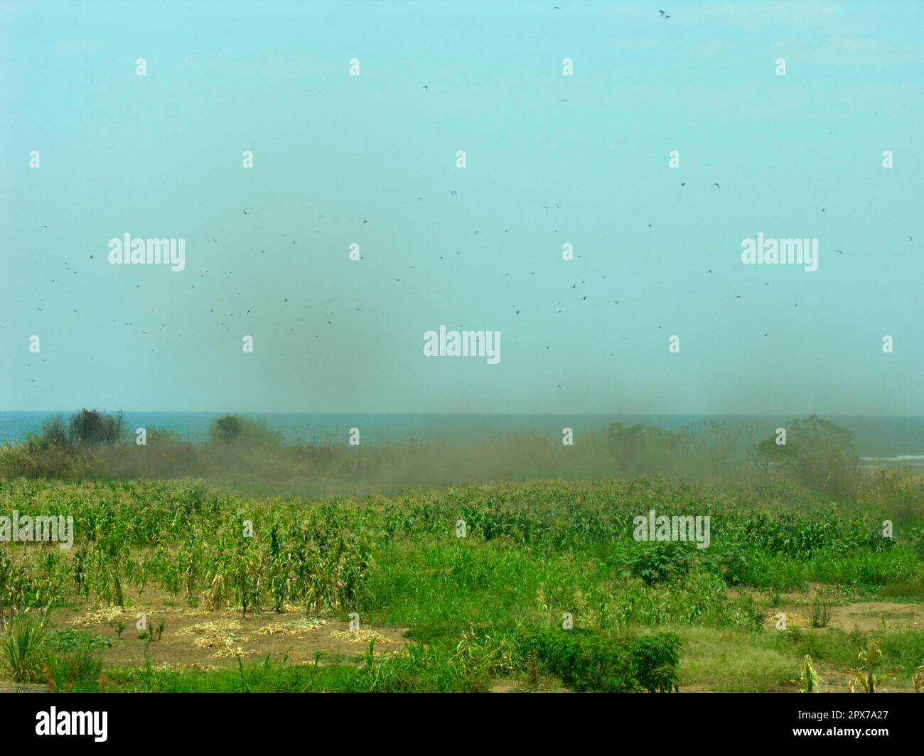 Sea fly swarm, Malawi tufted mosquitoes Stock Photo - Alamy