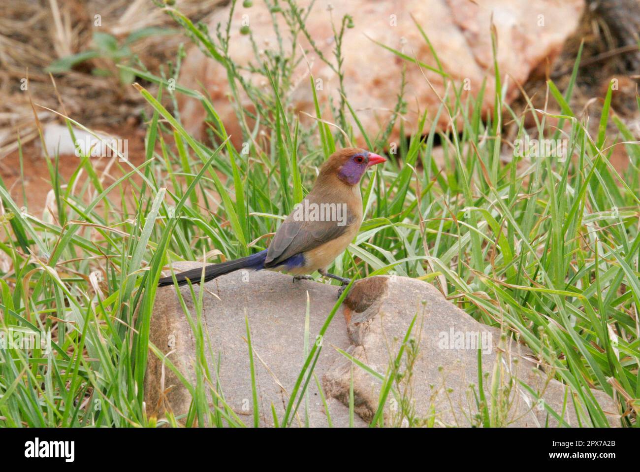 Garnet bird hi-res stock photography and images - Alamy