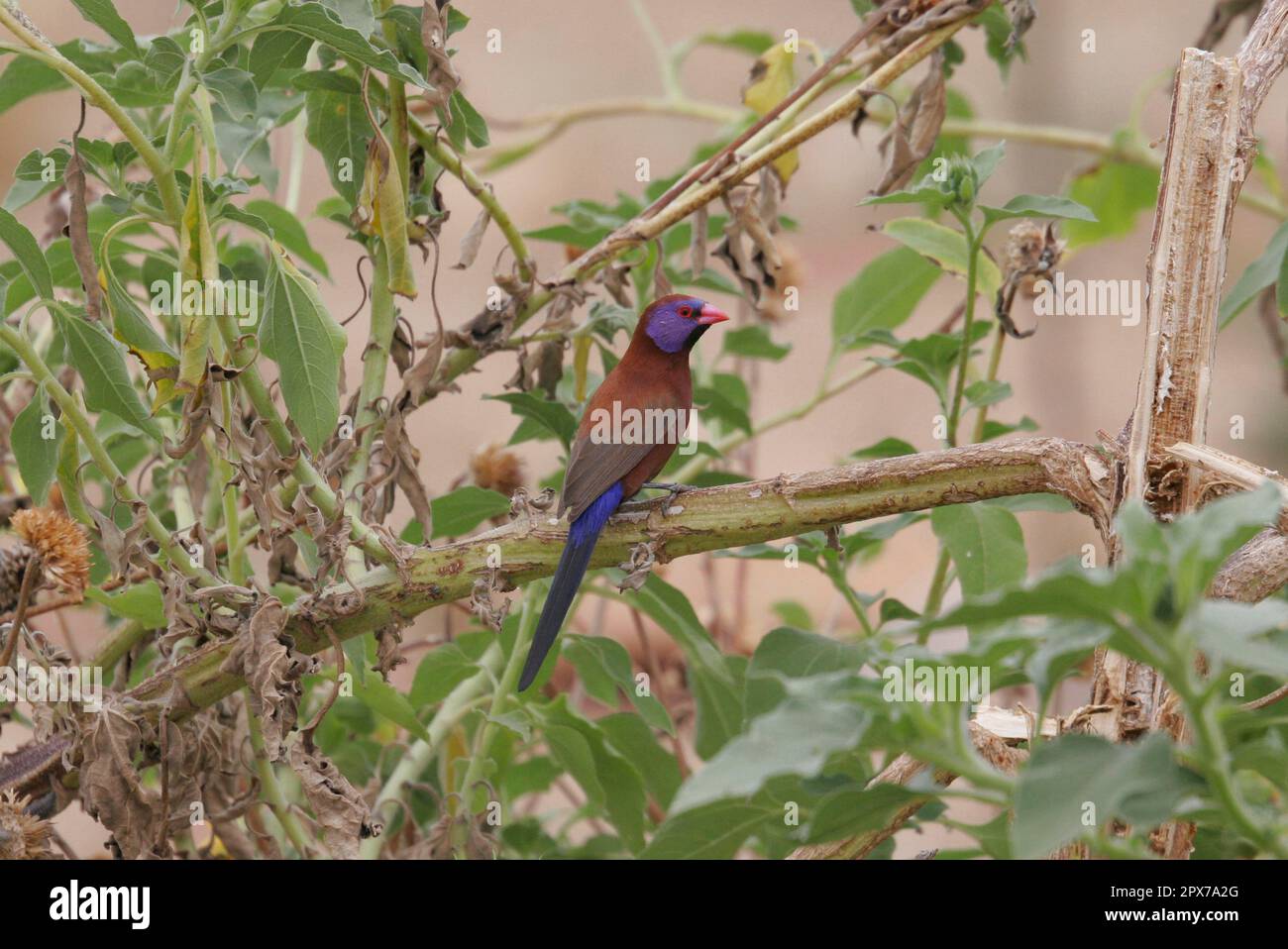 Garnet bird hi-res stock photography and images - Alamy