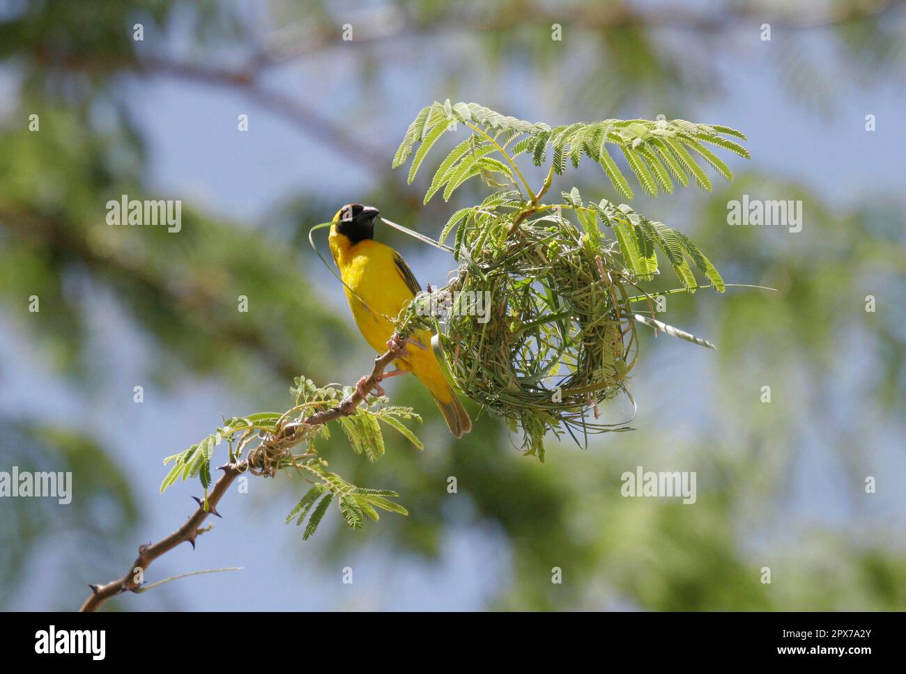 Masked weaver nesting hi-res stock photography and images - Alamy