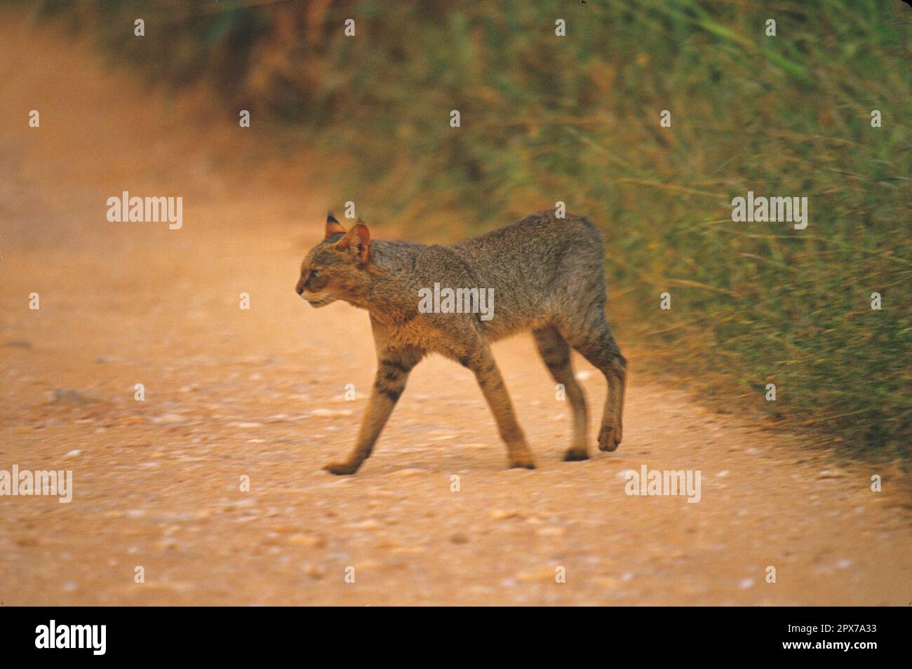 Asian golden cat Stock Photo - Alamy