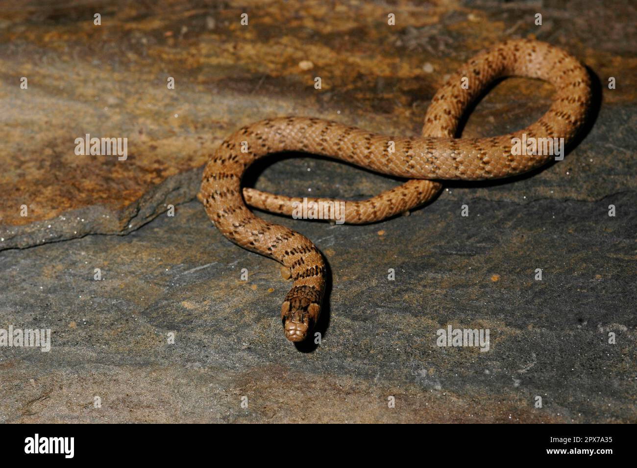 Long-spotted dwarf snake Stock Photo - Alamy