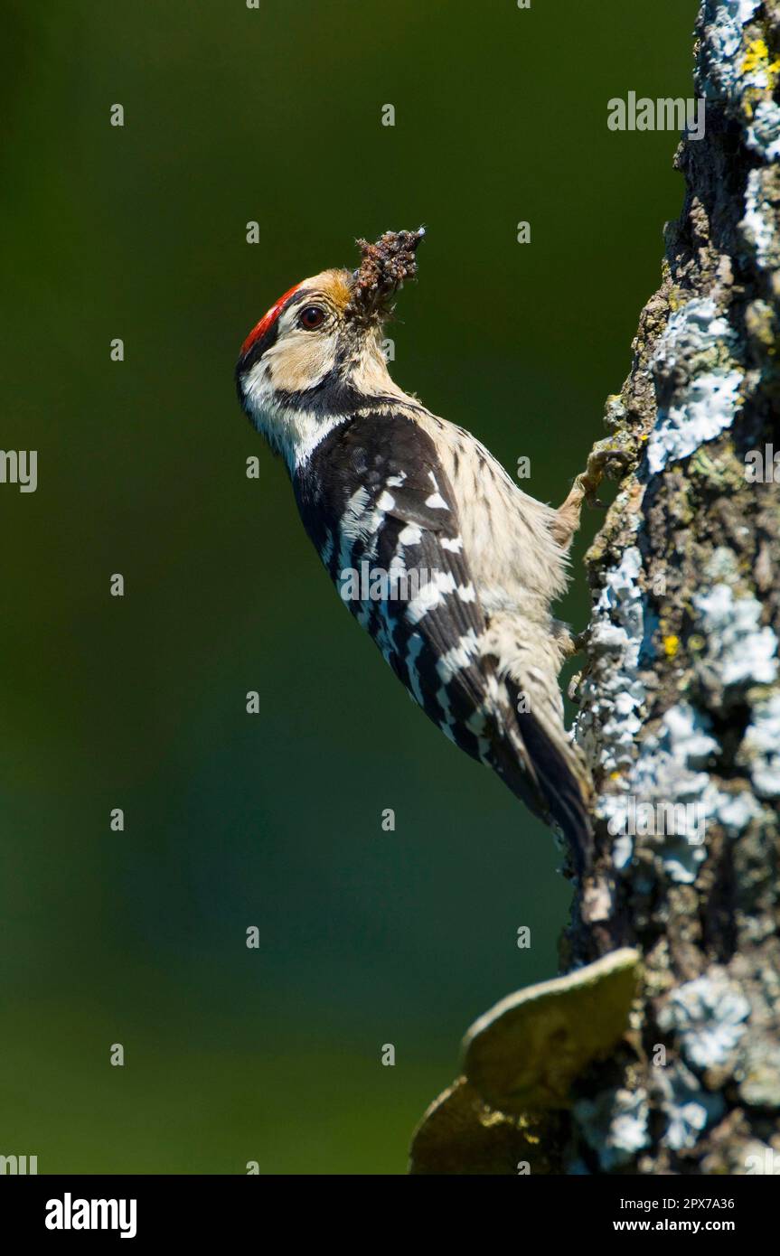 Lesser Spotted Woodpecker Stock Photo - Alamy