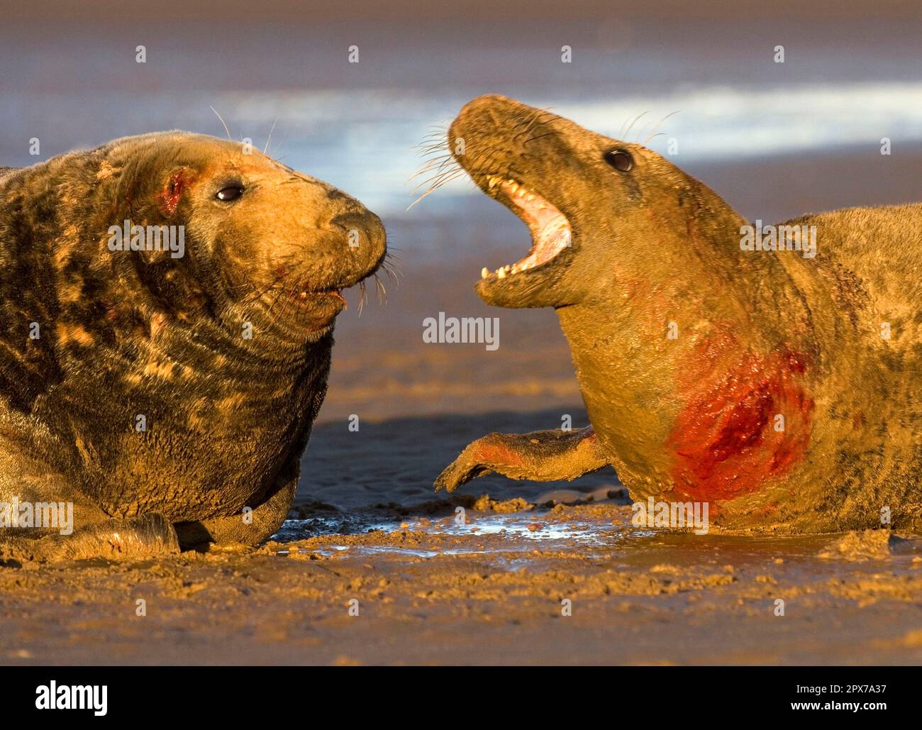 Seal communication hi-res stock photography and images - Alamy