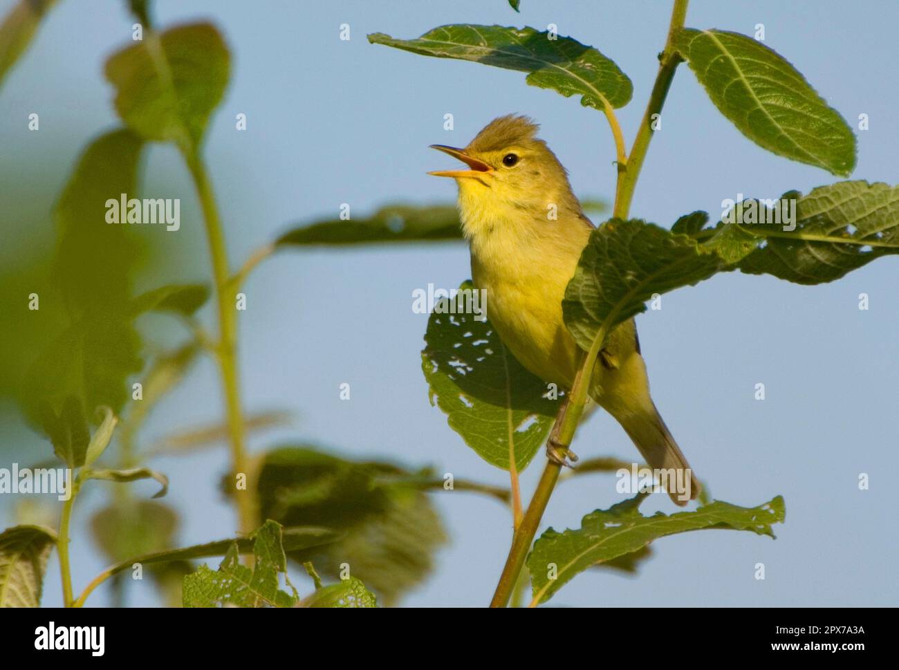 Orphean hi-res stock photography and images - Alamy