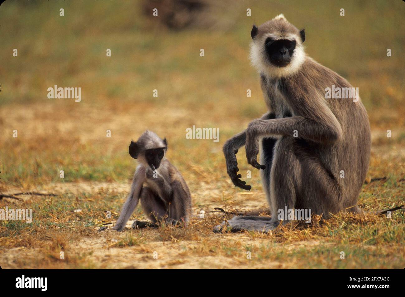 Animal hanuman hi-res stock photography and images - Alamy