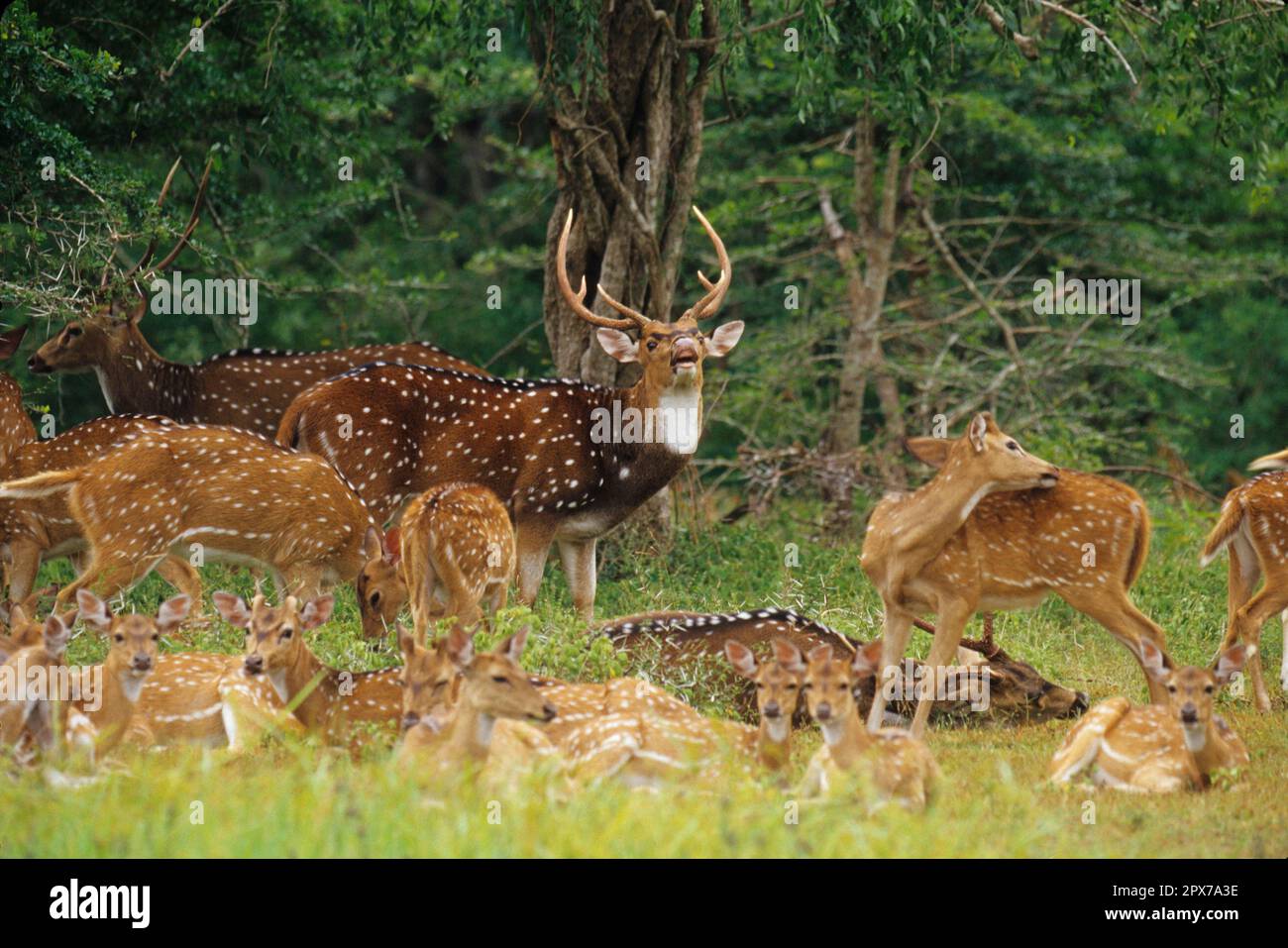 Stag pack, Axi stag Stock Photo - Alamy