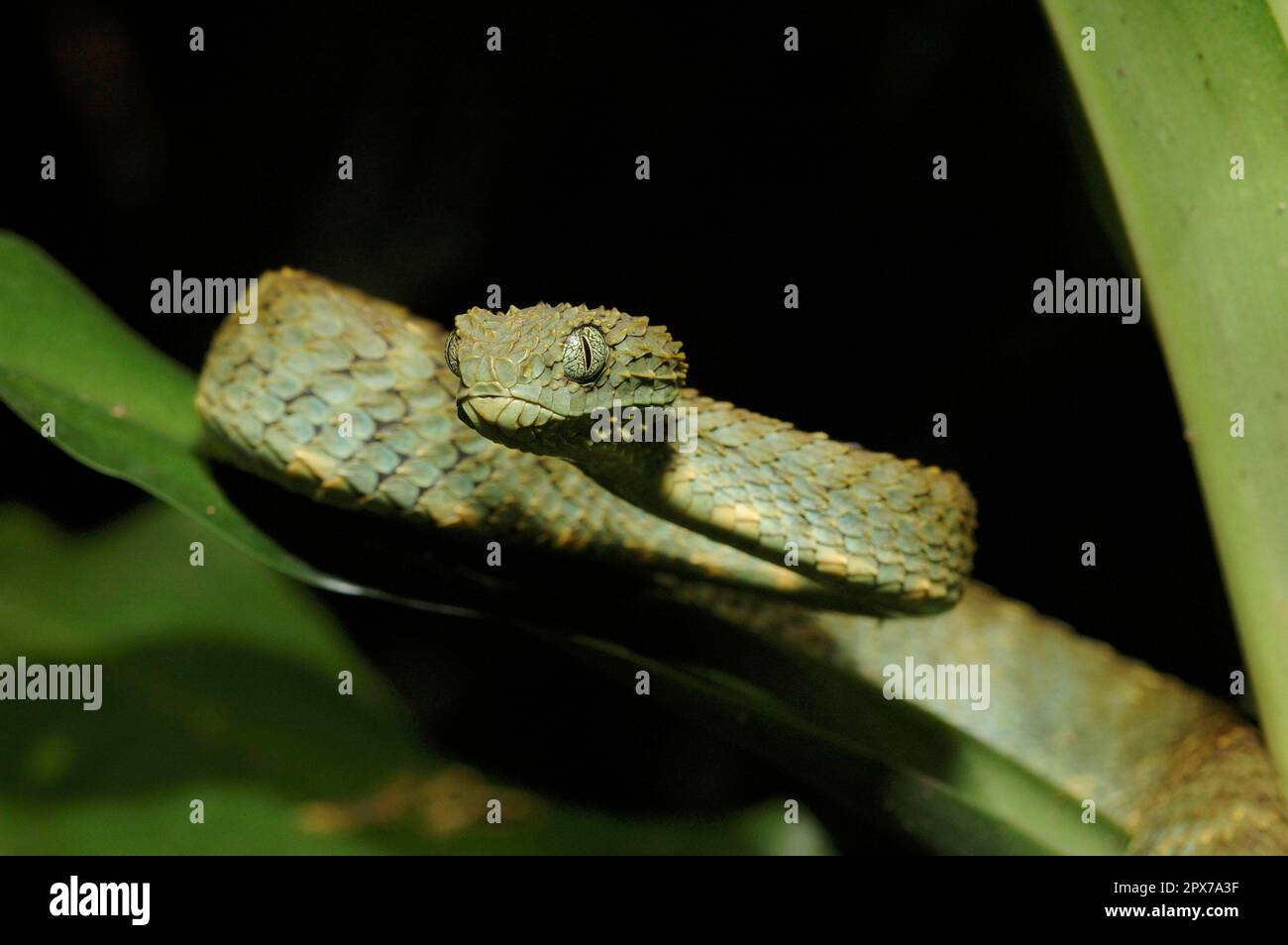 Common bush viper Stock Photo - Alamy