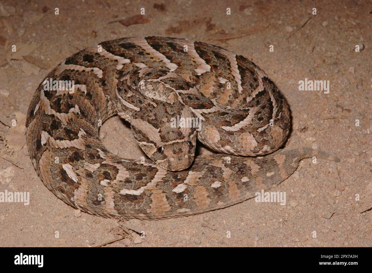 Puffotter hi-res stock photography and images - Alamy