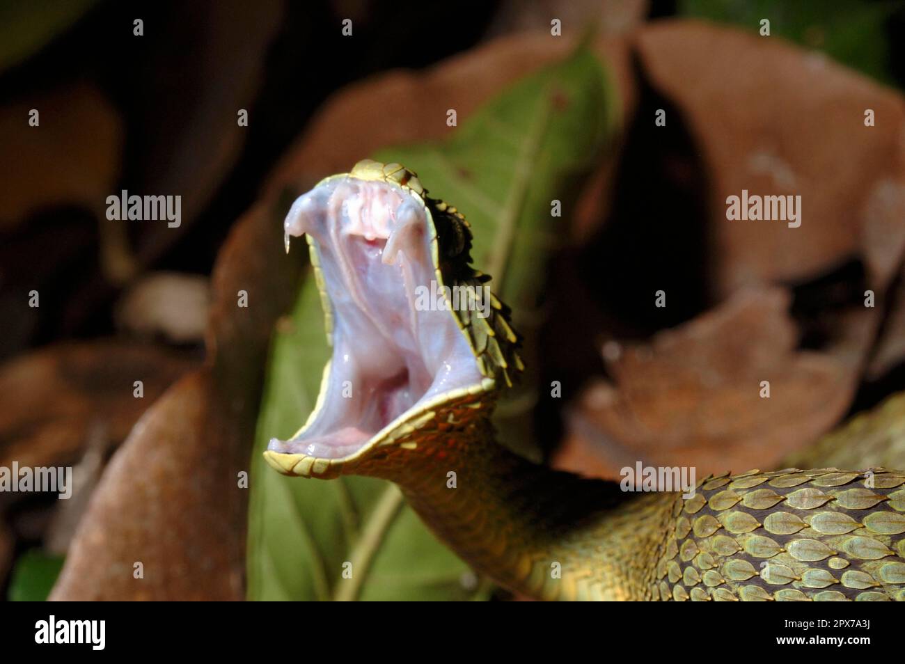 Common bush viper Stock Photo - Alamy