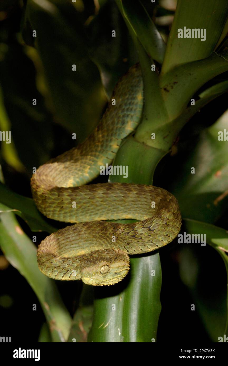 Common bush viper Stock Photo - Alamy