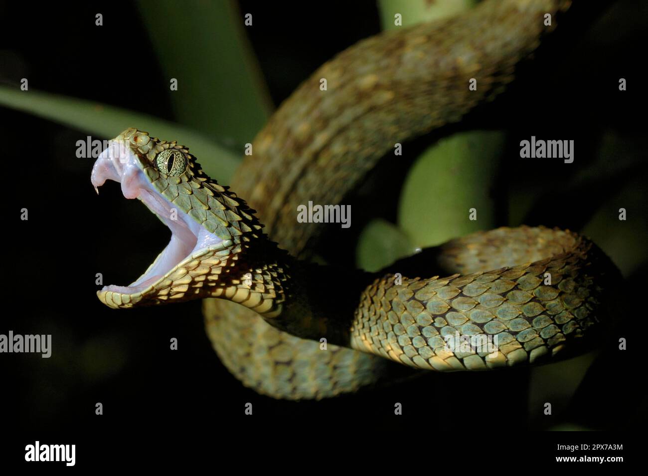Common bush viper Stock Photo - Alamy