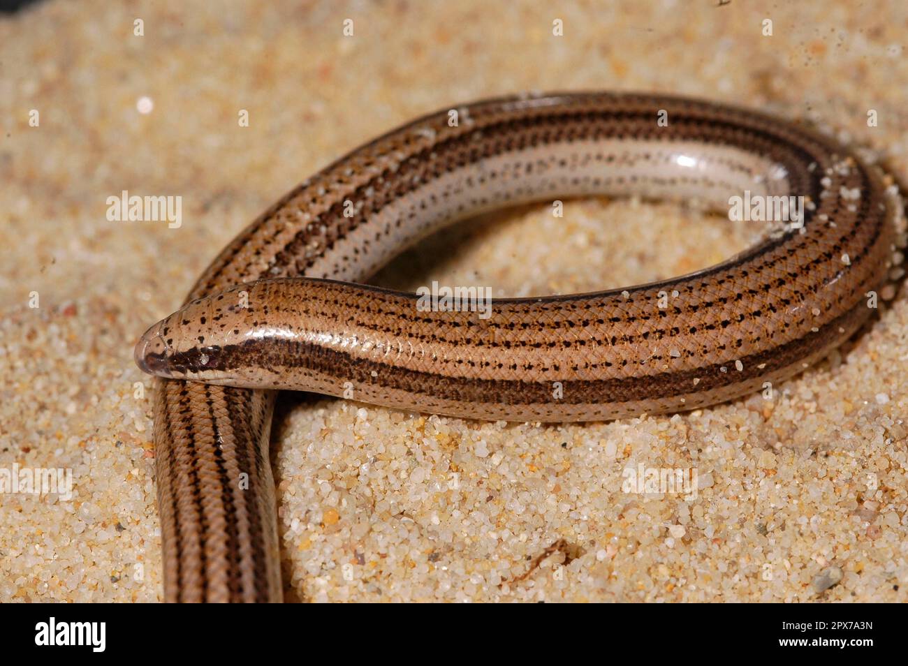 Snake skink hi-res stock photography and images - Alamy