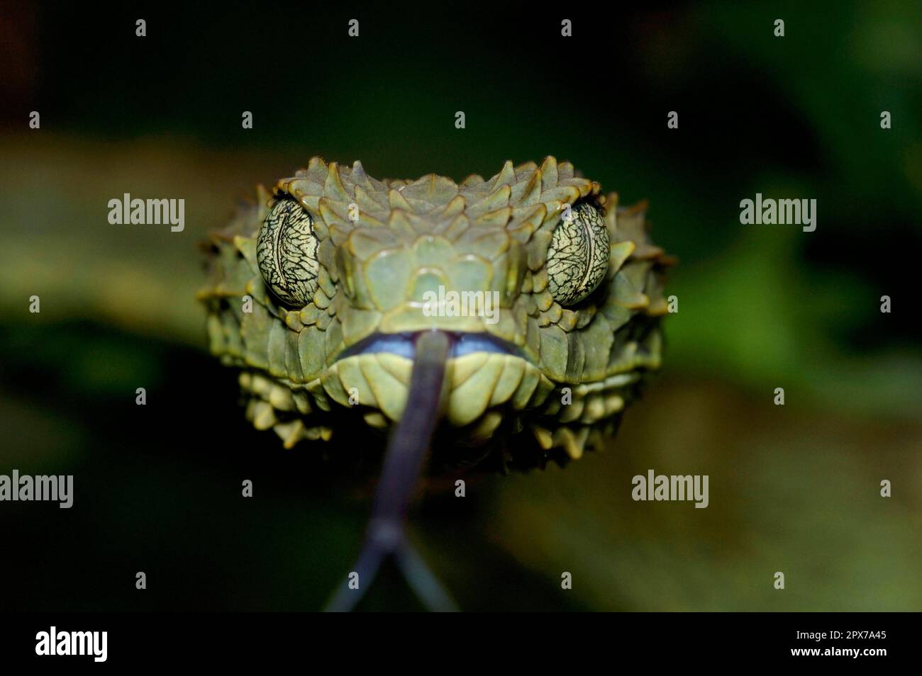 Common bush viper Stock Photo - Alamy