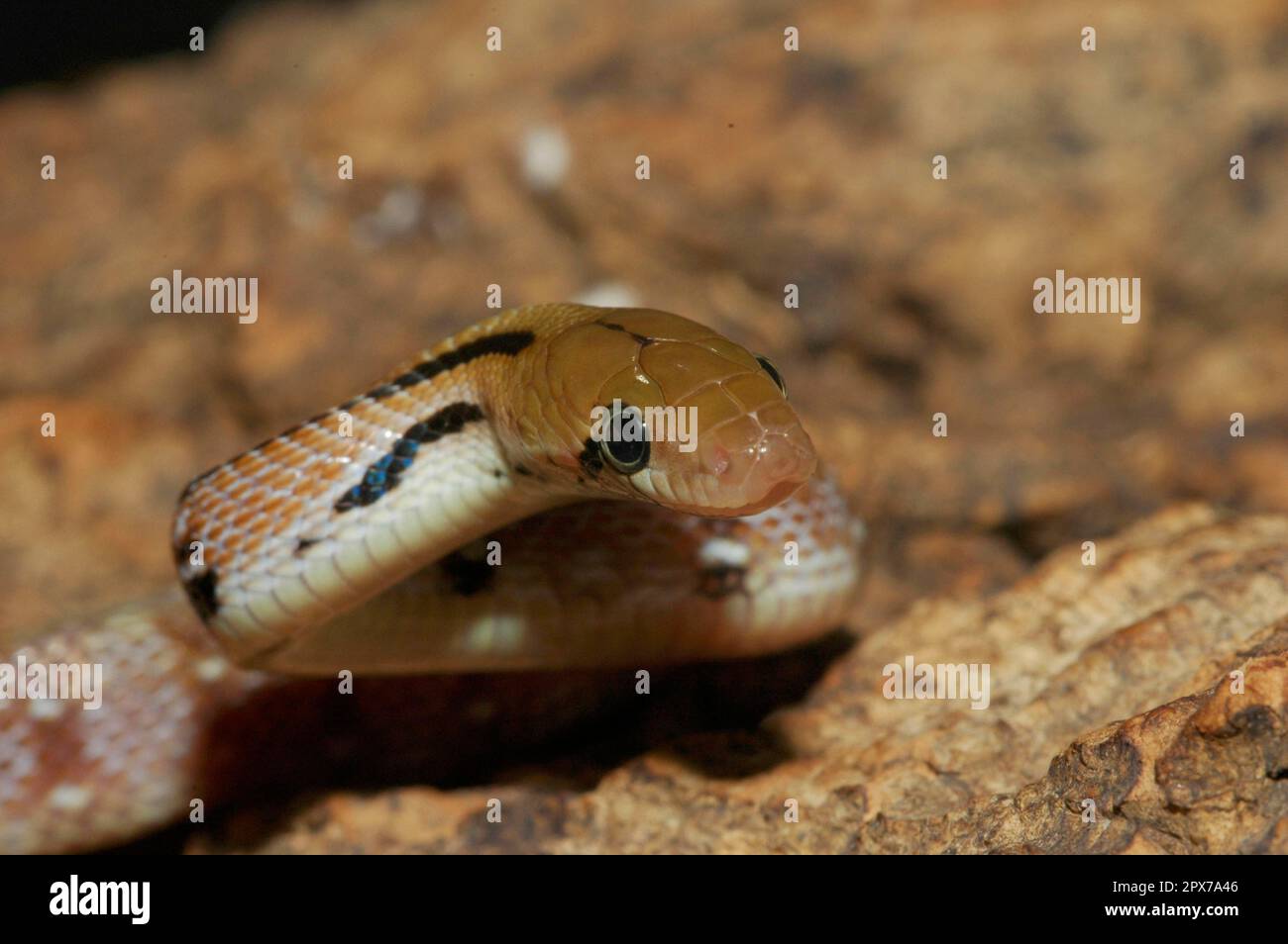 Indian jewelled snake Stock Photo - Alamy