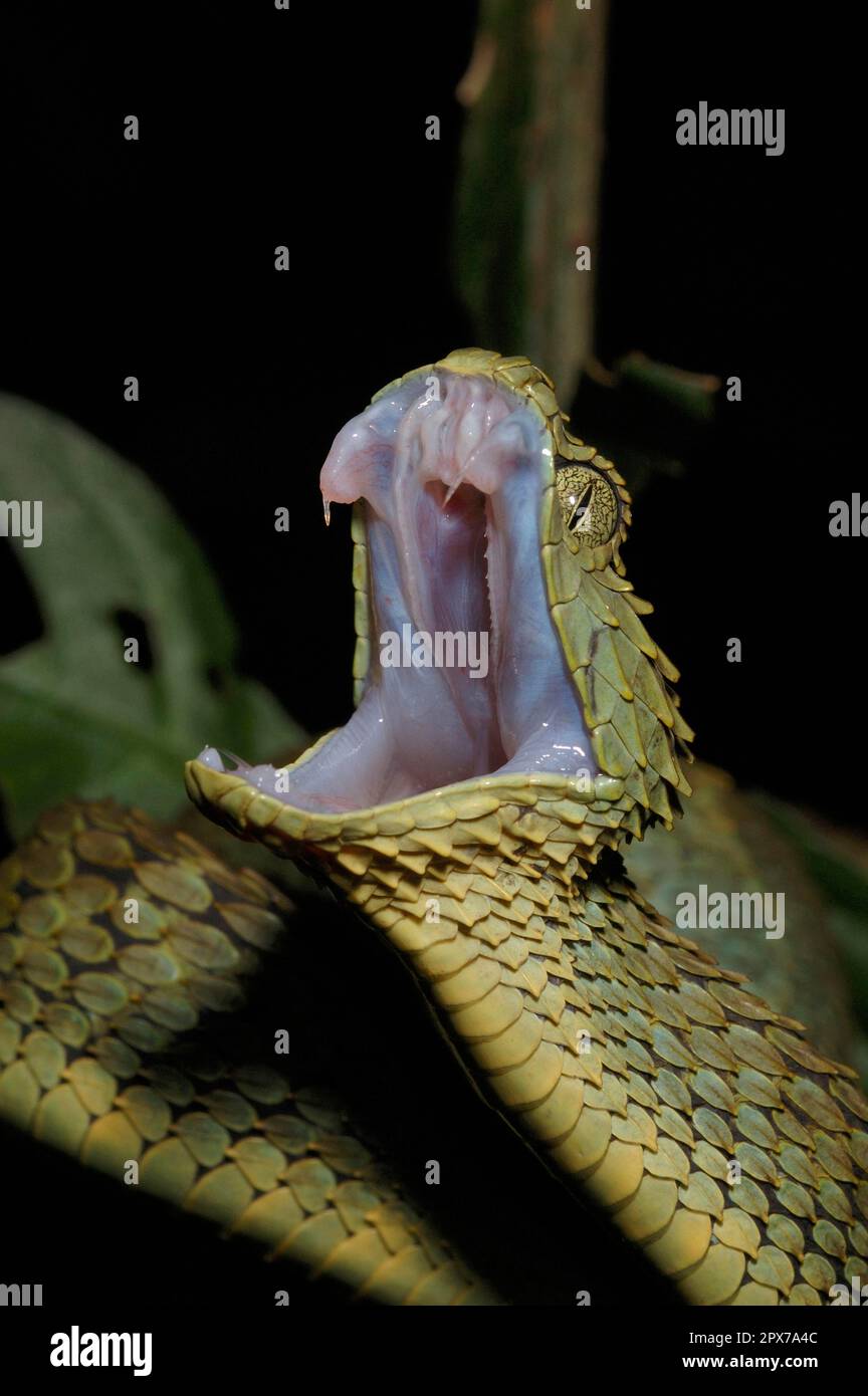 Common bush viper Stock Photo - Alamy