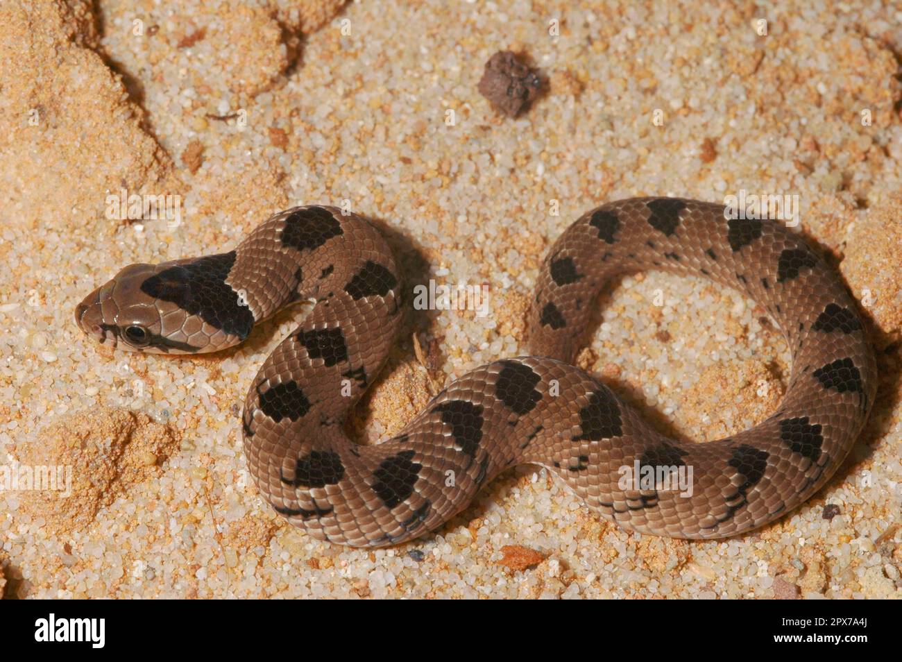 Night adder hi-res stock photography and images - Alamy