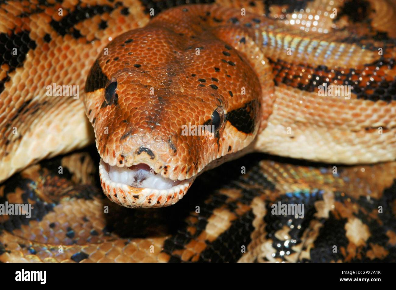 Honduras red-tailed boa Stock Photo - Alamy
