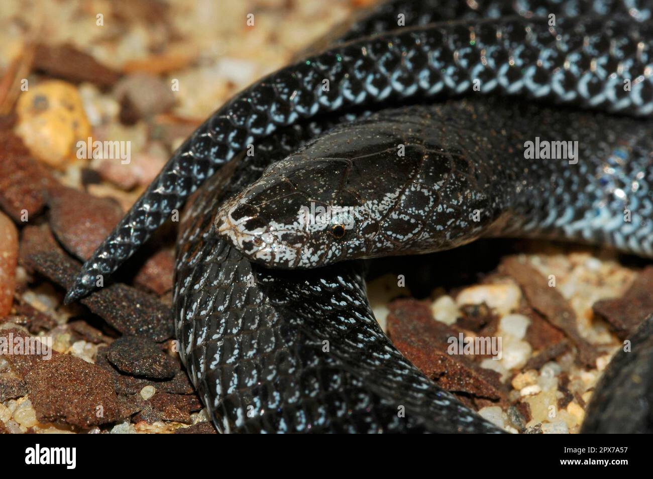 Cape wolf snake Stock Photo - Alamy