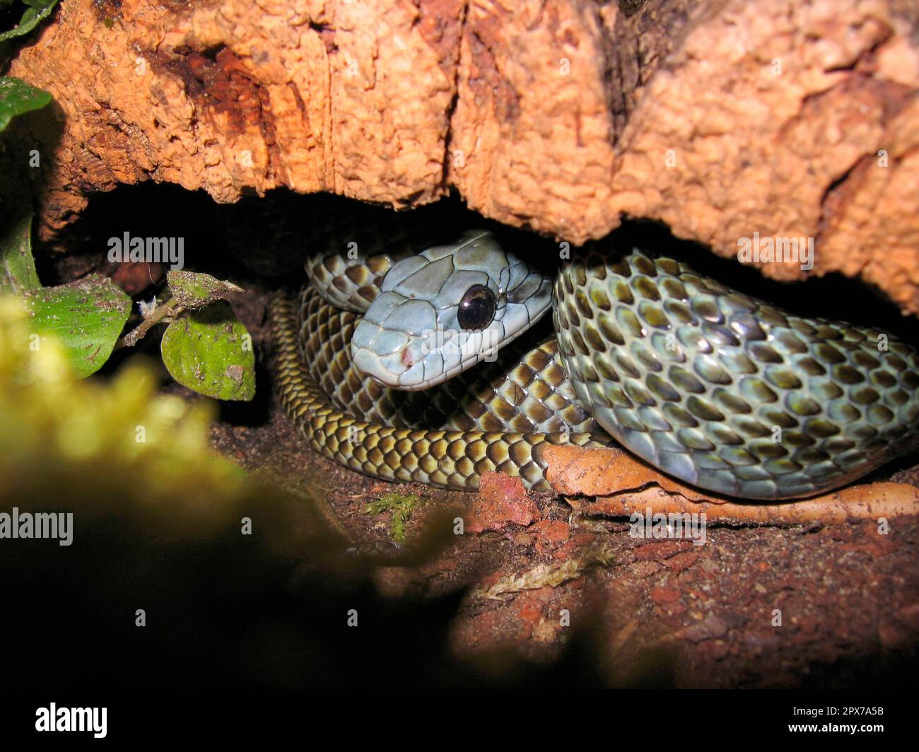 Japanese island snake Stock Photo - Alamy