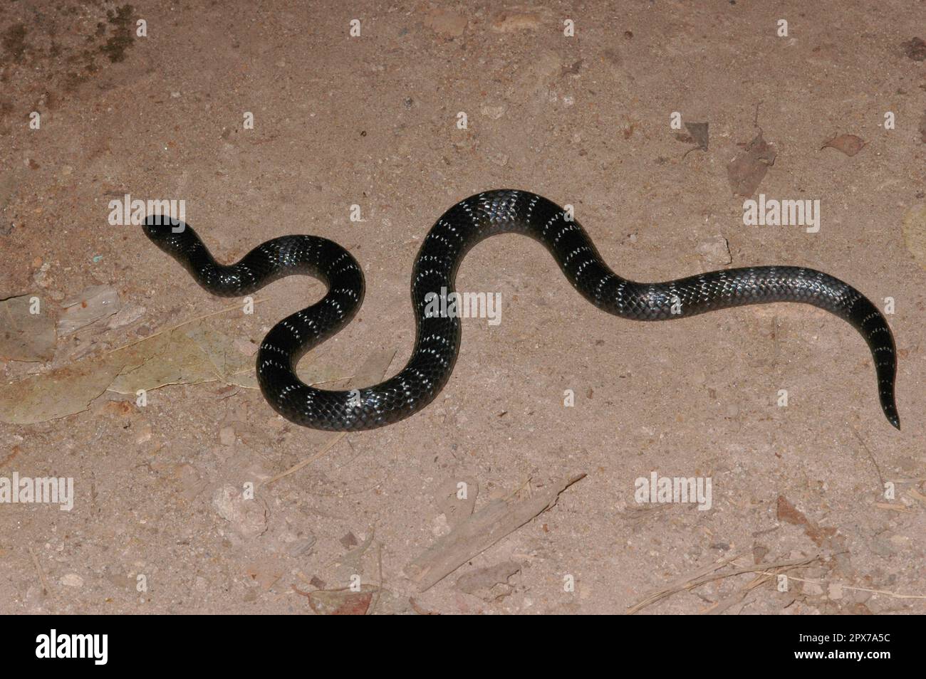 Many-banded garter snake Stock Photo - Alamy