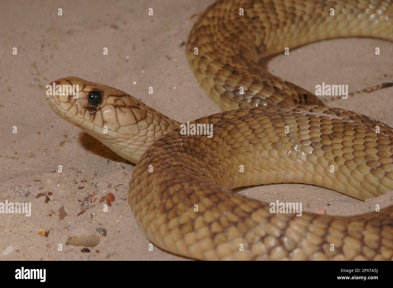 Egyptian cobra snake hi-res stock photography and images - Alamy