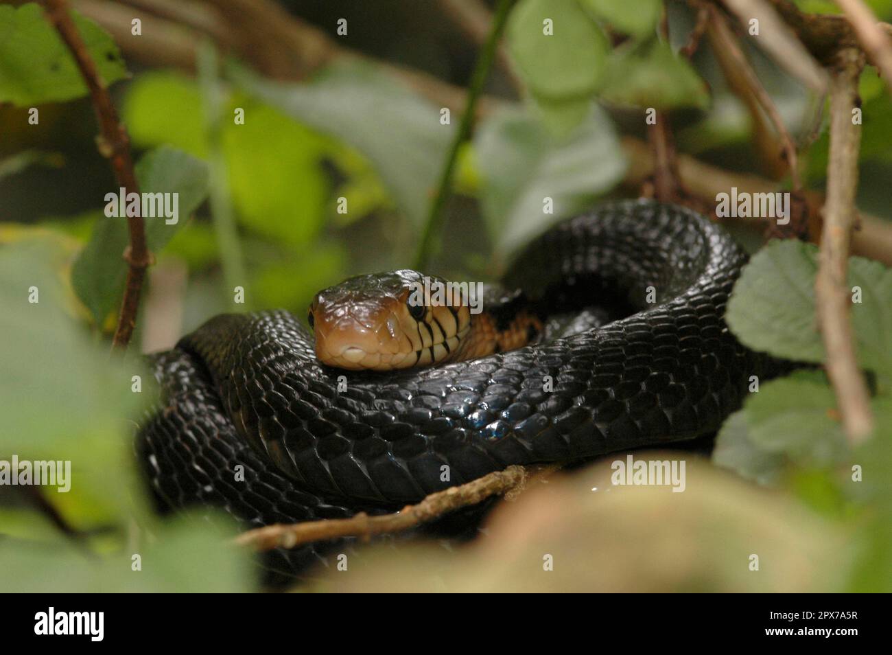 Forest cobra hi-res stock photography and images - Alamy