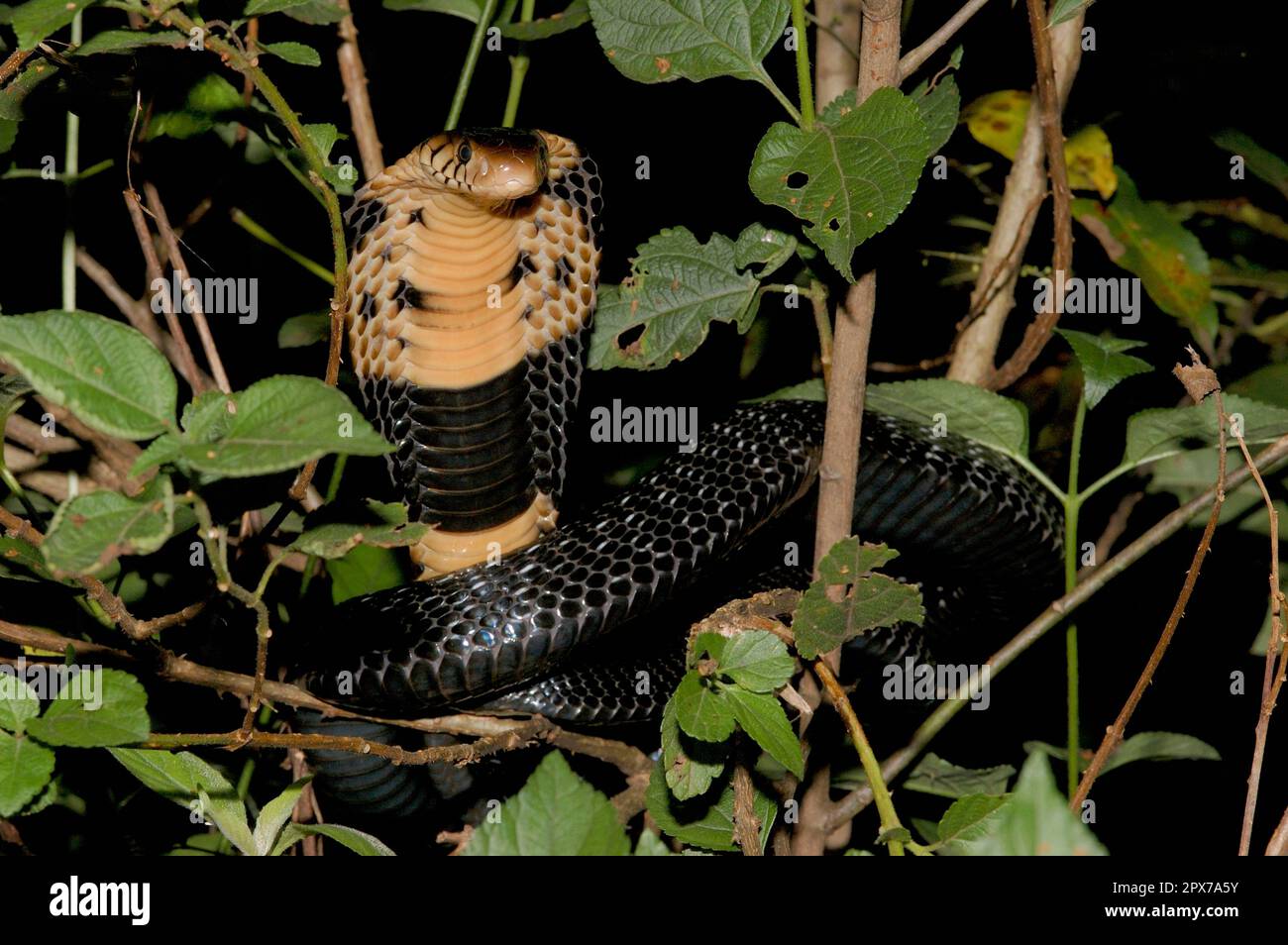 Forest cobra hi-res stock photography and images - Alamy