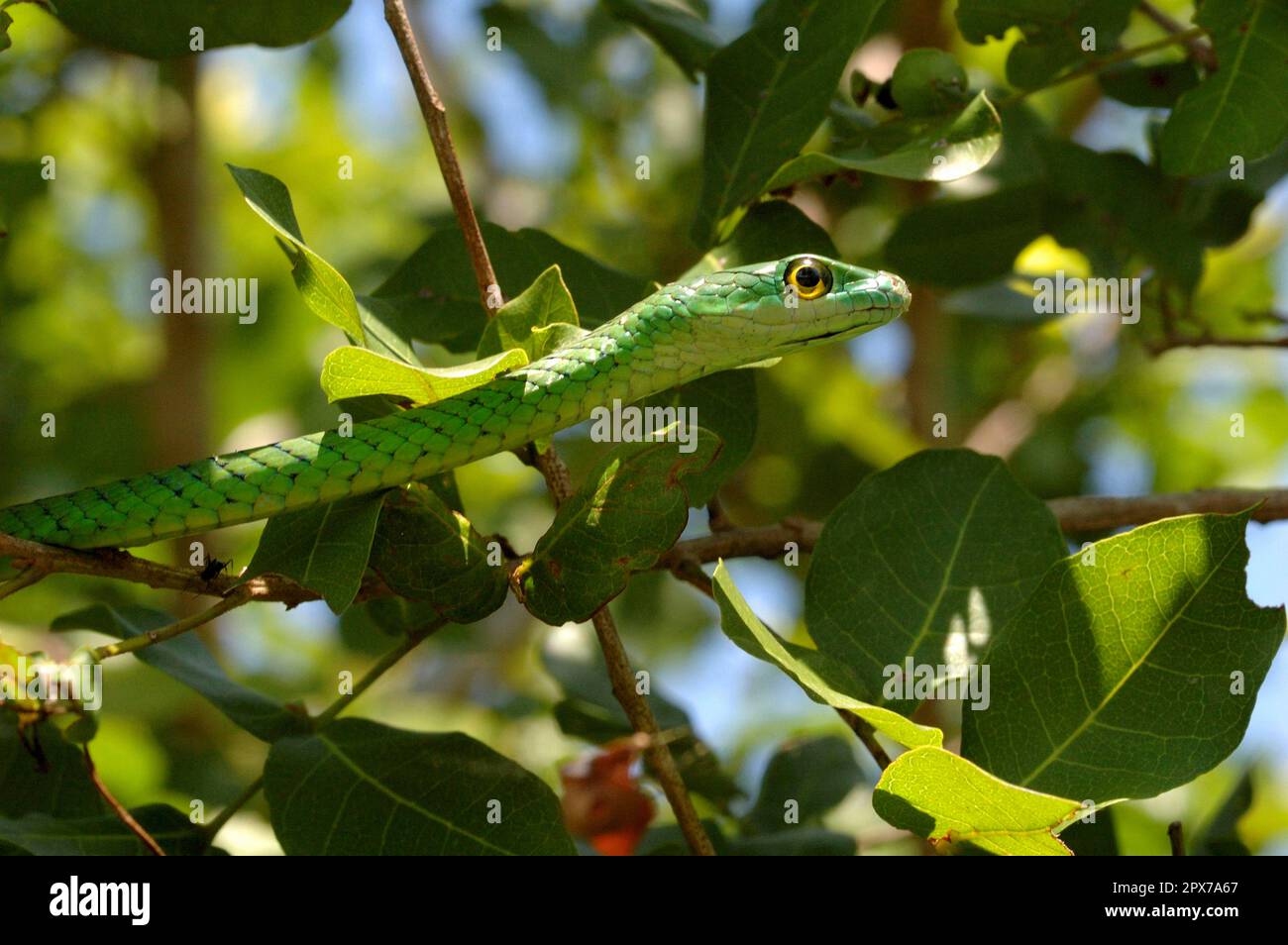 Spotted green snake hi-res stock photography and images - Alamy