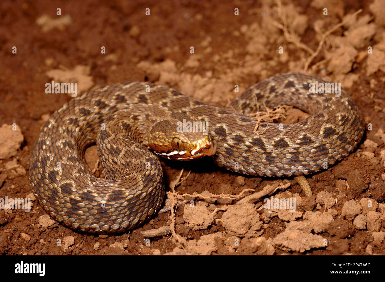 Kenya outdoor hi-res stock photography and images - Alamy