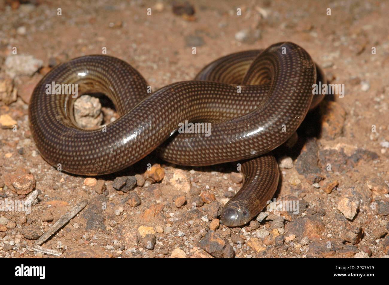East African Blind Snake Stock Photo - Alamy