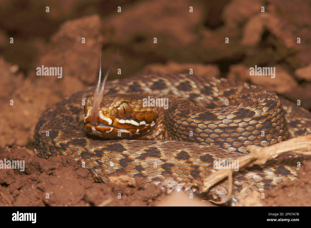 Kenya outdoor hi-res stock photography and images - Alamy