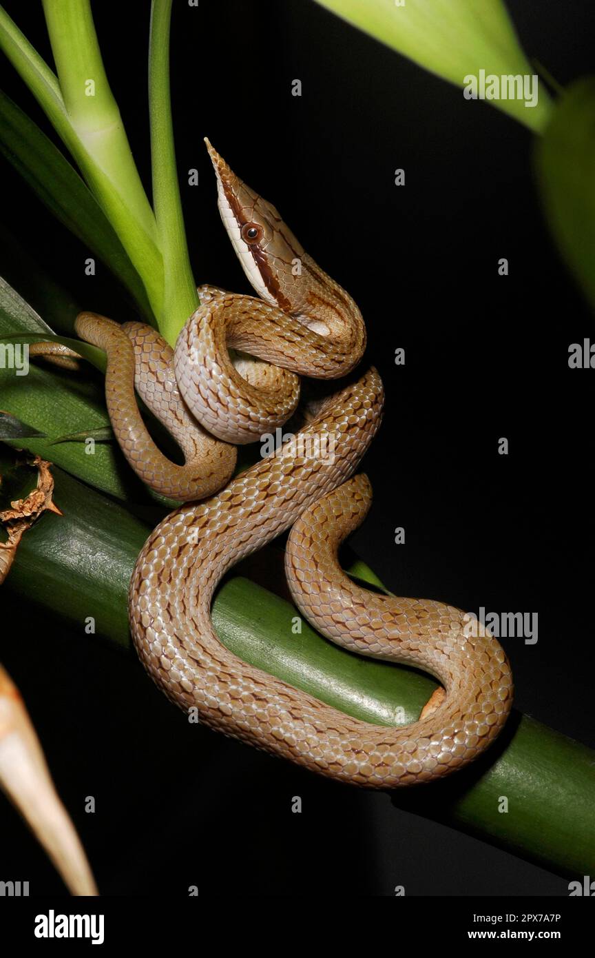 Vietnamese long-nosed snake Stock Photo - Alamy